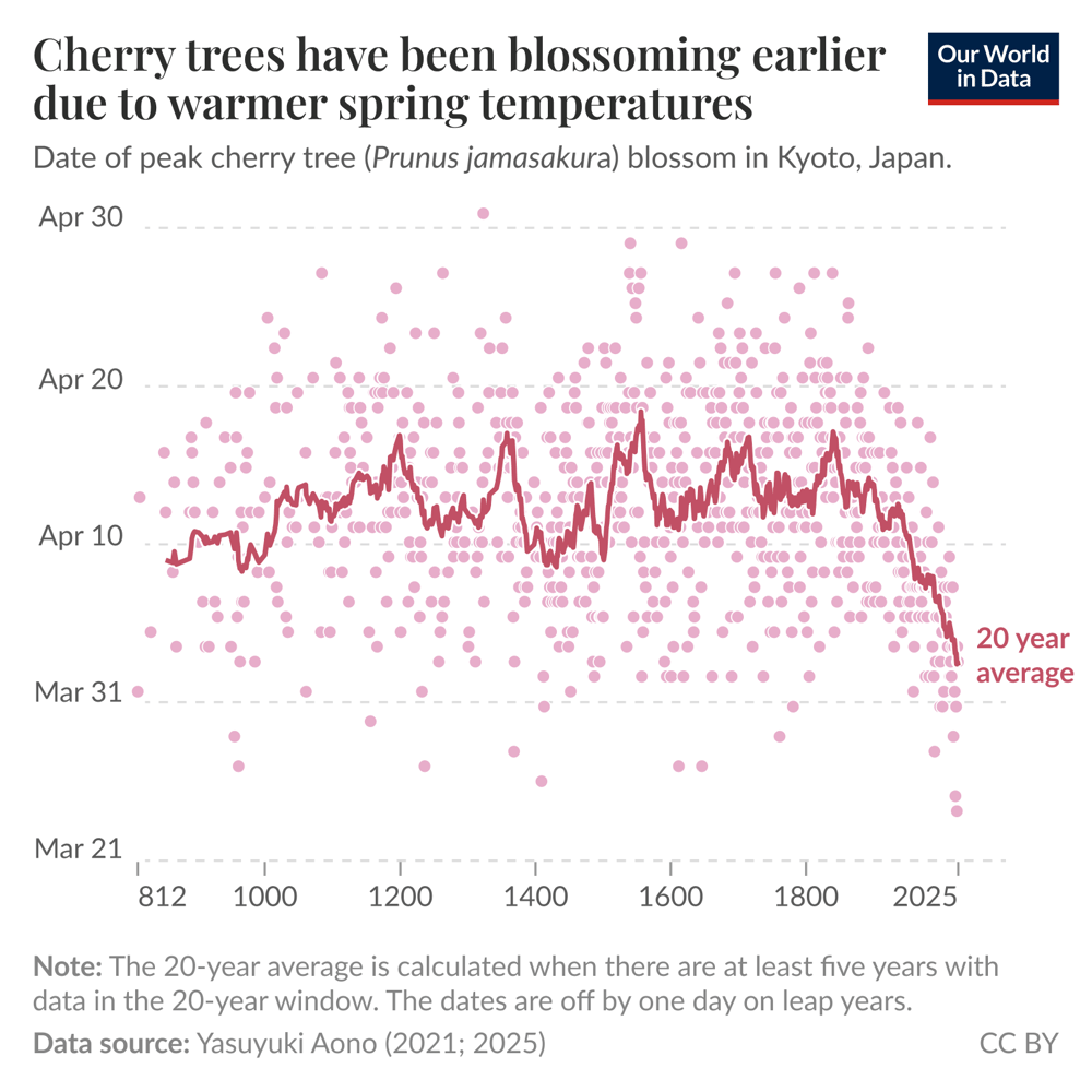 Japan’s cherry trees have been blossoming earlier due to warmer spring ...