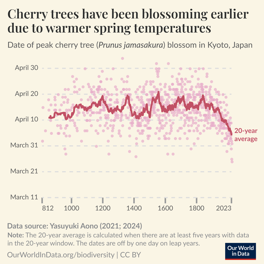 Japan’s cherry trees have been blossoming earlier due to warmer spring ...