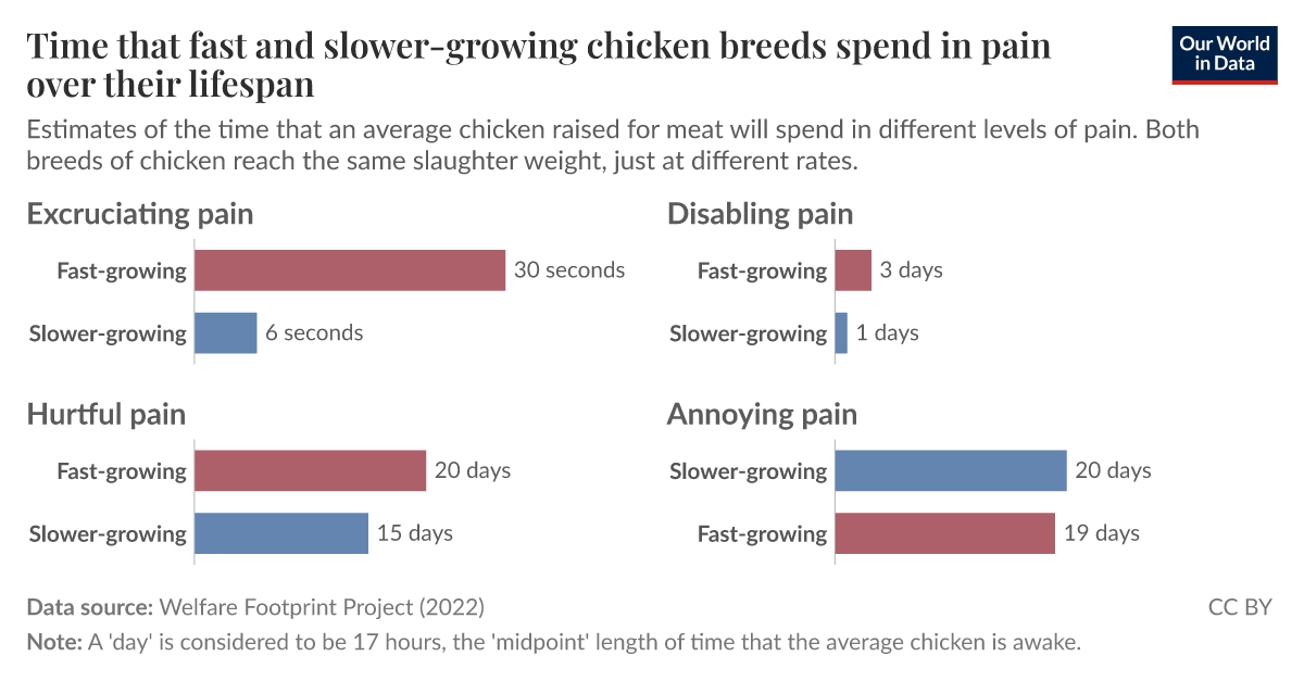 Time that fast and slower-growing chicken breeds spend in pain over ...