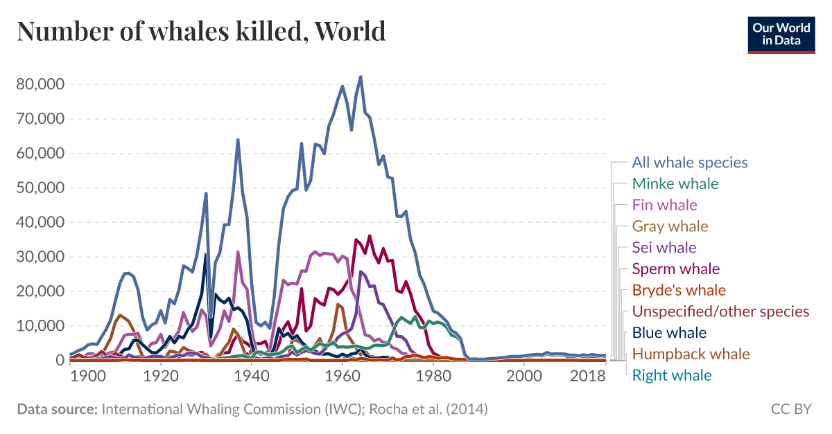 Number of whales killed - Our World in Data